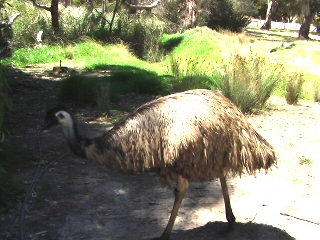 The Australian Adventure!